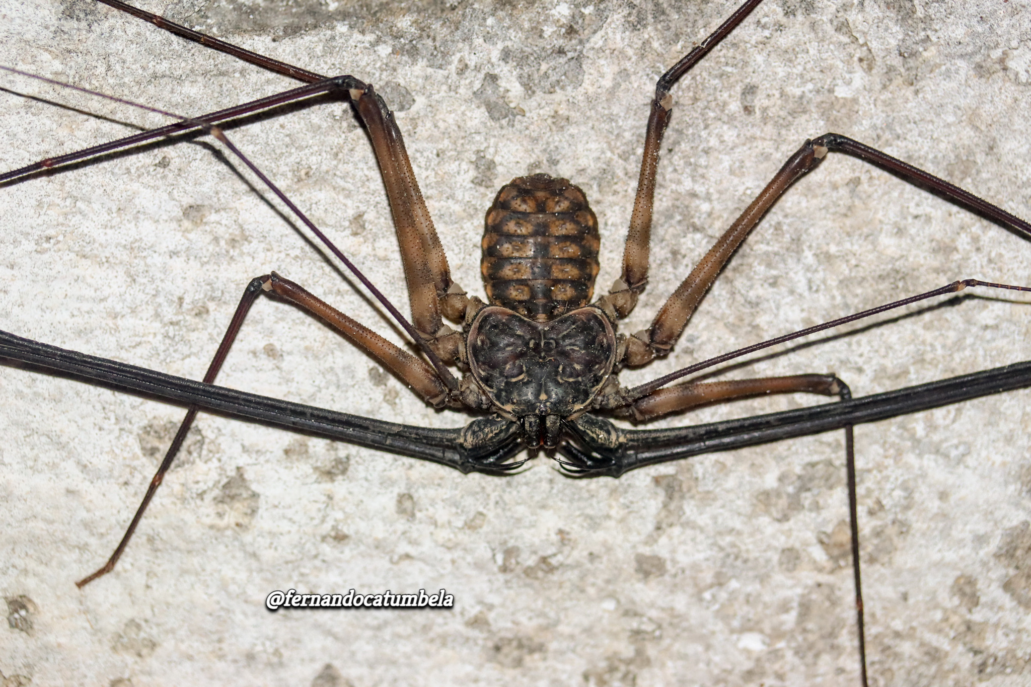Trichodamon princeps Mello-Leitão, 1935