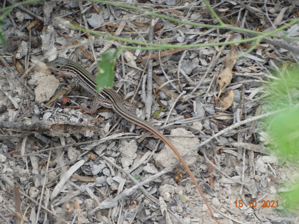 Huico pinto del noreste desde Miguel Alemán, Tamps., México el 15 de ...