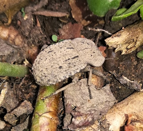 Subspecies Anomalipus parallelus parallelus · iNaturalist United Kingdom