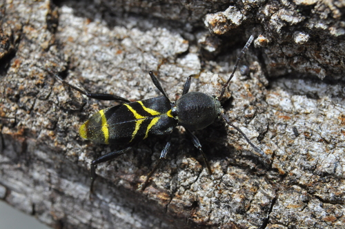 Mecometopus centurio · iNaturalist