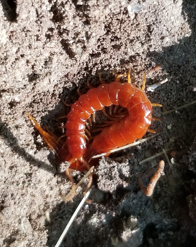 Eastern Red Centipede from Charles County, MD, USA on October 24, 2021 ...