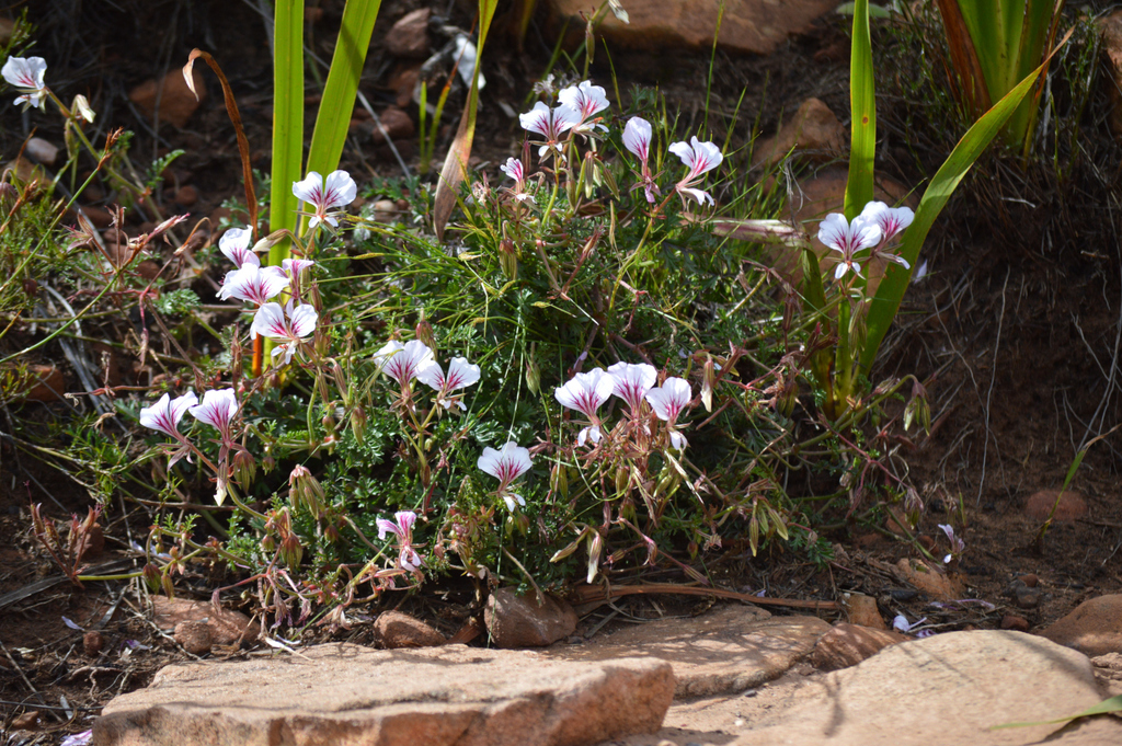 Long Butterfly Storksbill from Table Mountain (Nature Reserve), Cape ...