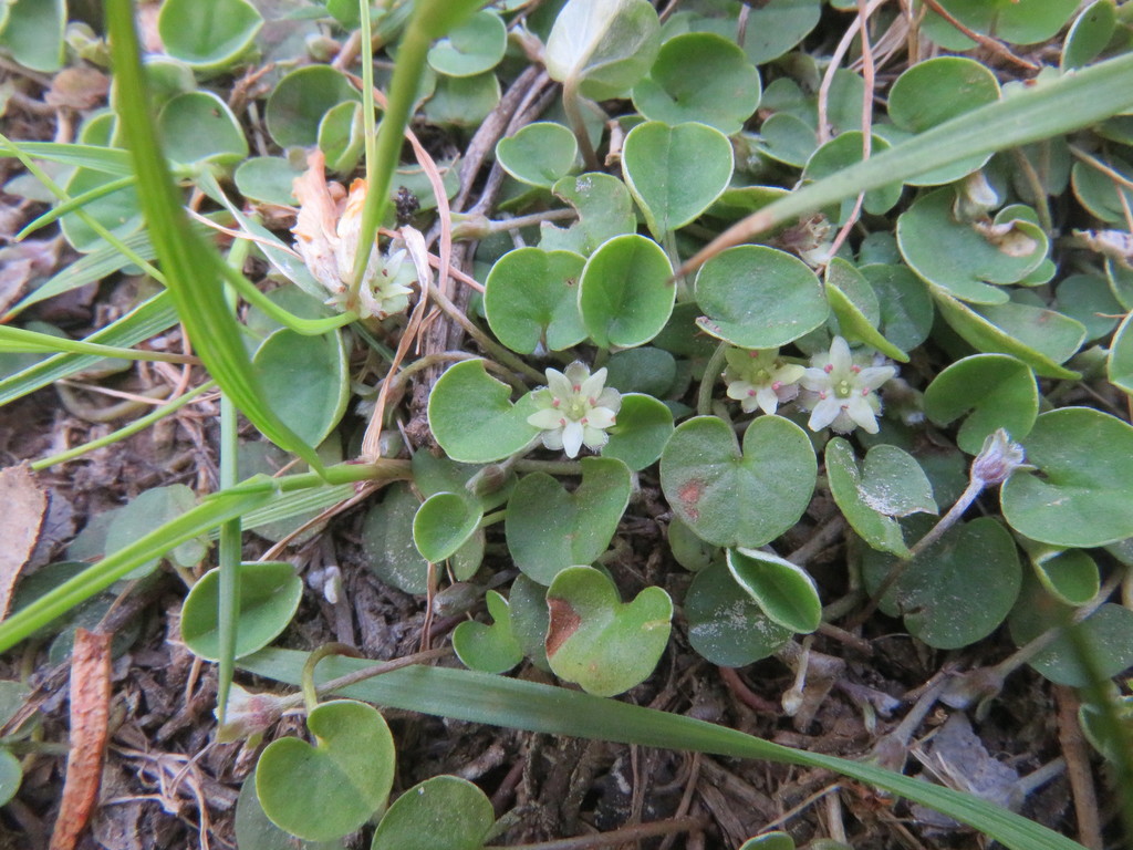 silverleaf ponysfoot from tome, Bío Bío, Chile on October 23, 2021 at ...