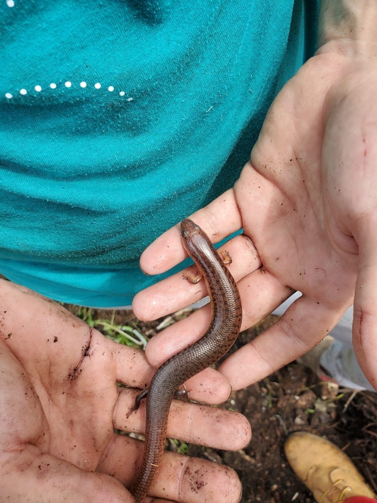 Puerto Rican Galliwasp from Puerto Rico, Ciales, PR, US on September 29 ...