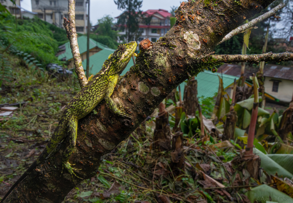 East Himalayan Mountain Lizard from Gangtok, Sikkim, India on October 2 ...