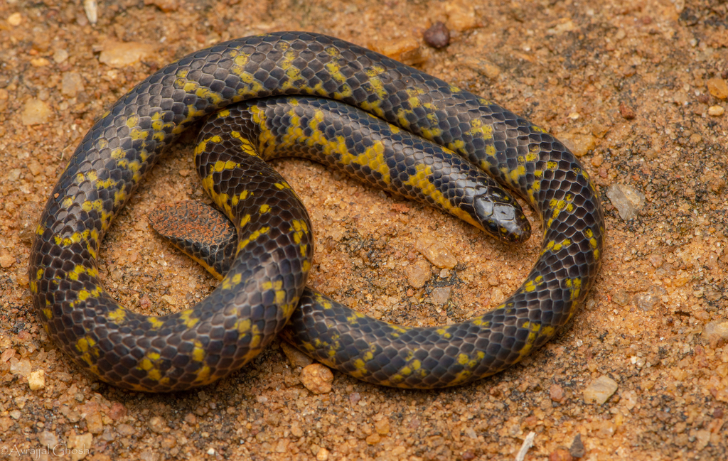Shevaroy Hills earth snake in July 2021 by avrajjal · iNaturalist