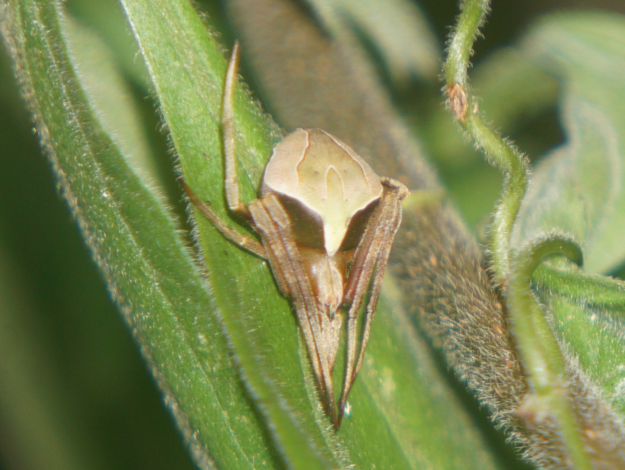Acacesia tenella (L.Koch, 1871)