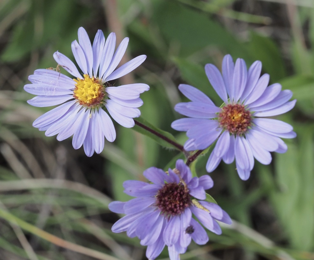 Creeping Aster in September 2021 by Jim Brighton · iNaturalist