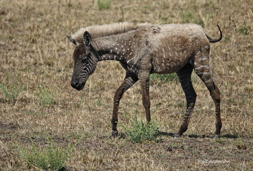 Equines (Equus) - Know Your Mammals