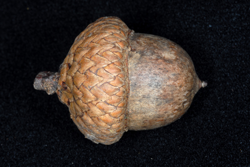 Bender's Oak (Hybrid Quercus × benderi) · iNaturalist United Kingdom