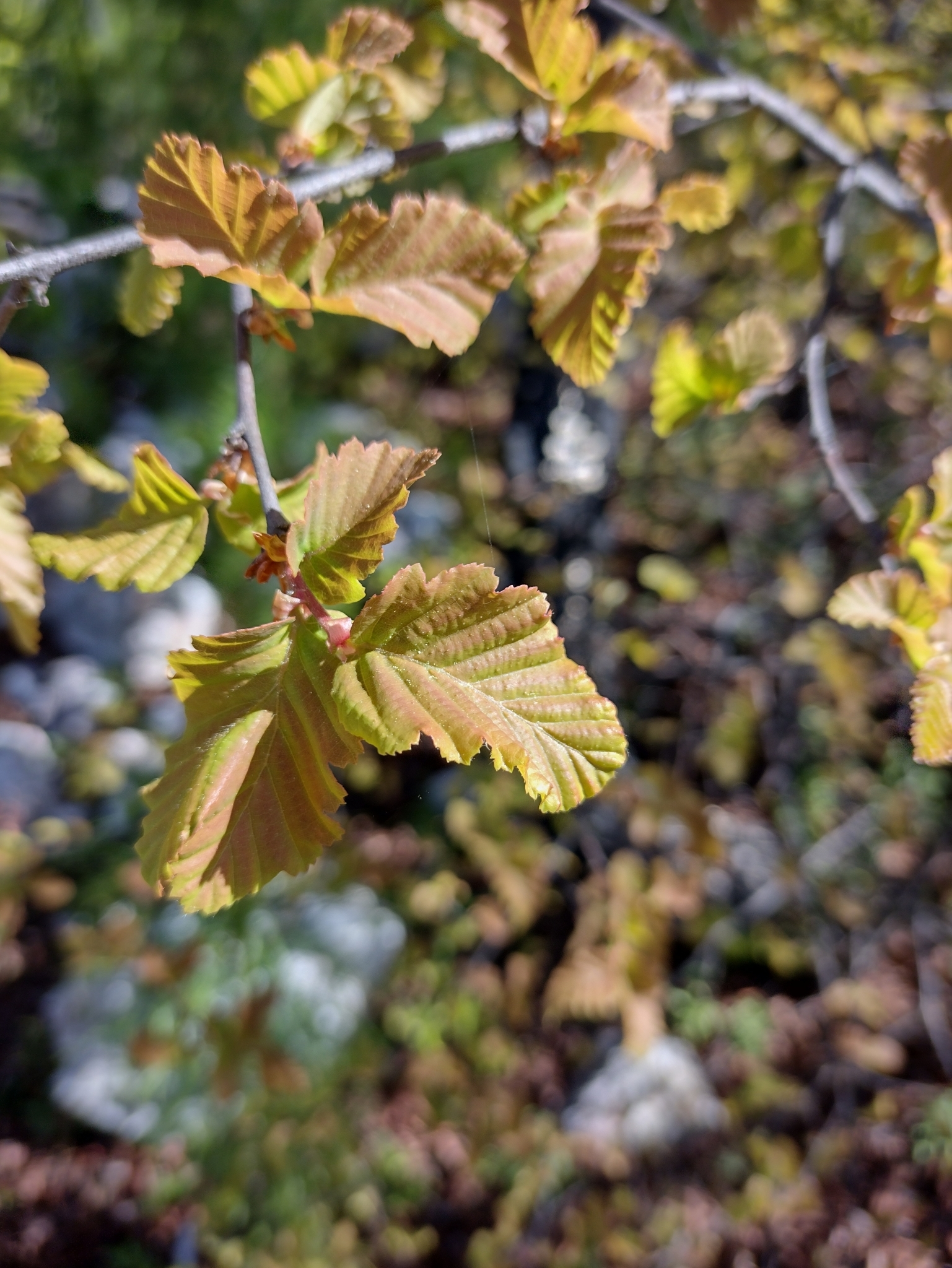 Nothofagus glauca (Phil.) Krasser