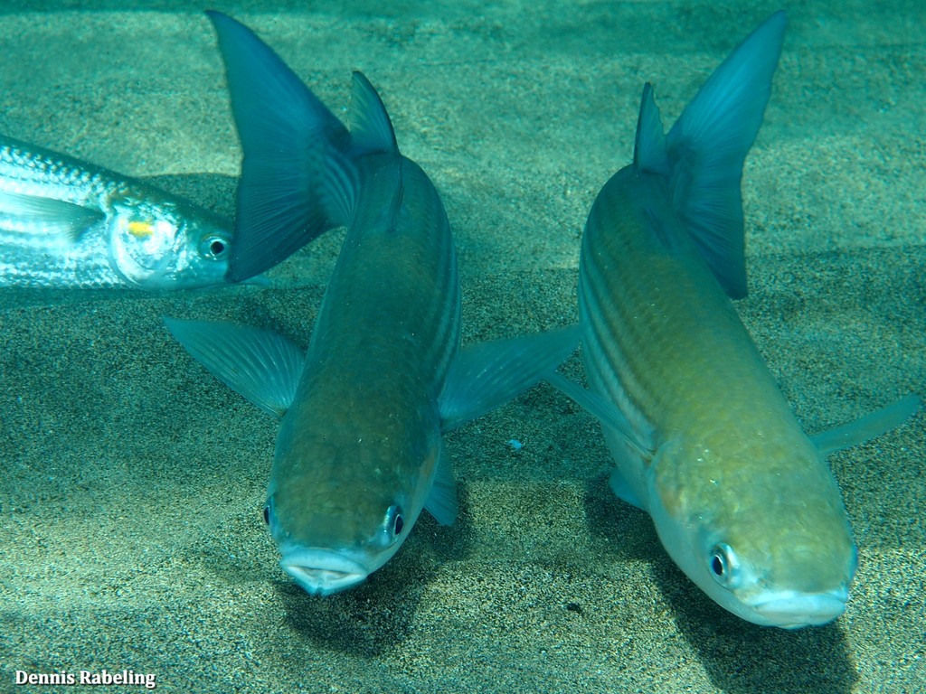 Mullets (Mugilidae) - Marine Life Identification