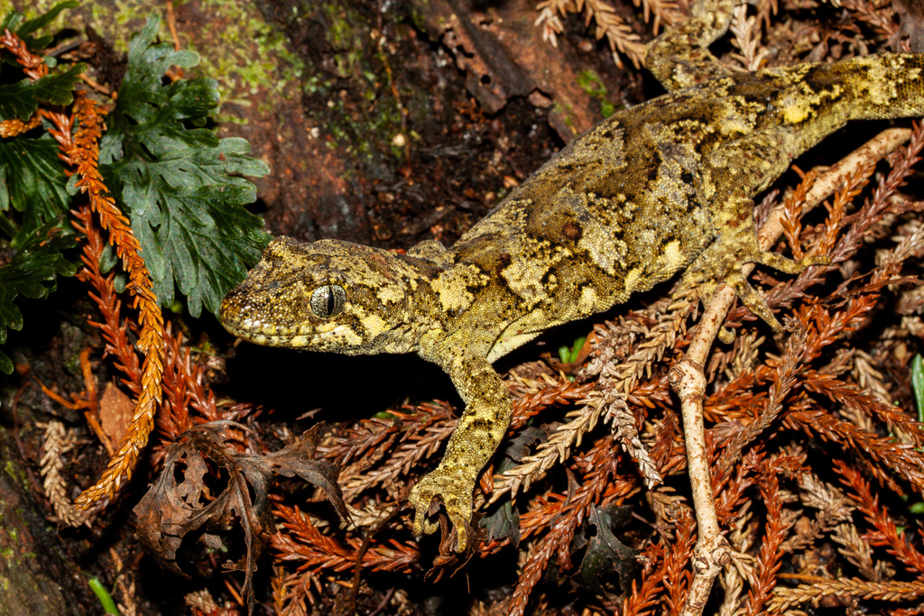Tautuku Gecko (Lizards of Aotearoa ) · iNaturalist
