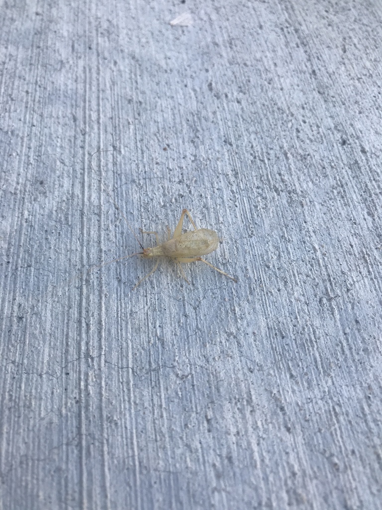 Western Tree Cricket from Sierra National Forest, North Fork, CA, US on ...