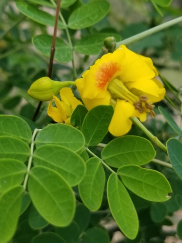 Tabachín mexicano (Paleta Vegetal de Hermosillo) · iNaturalist