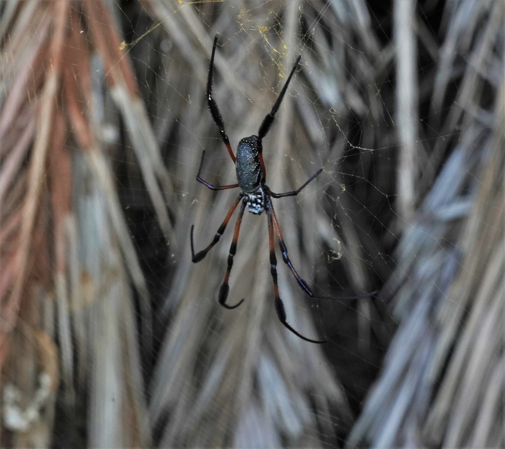 Nephila comorana from Djandro, Komoren on August 23, 2021 at 06:56 AM ...