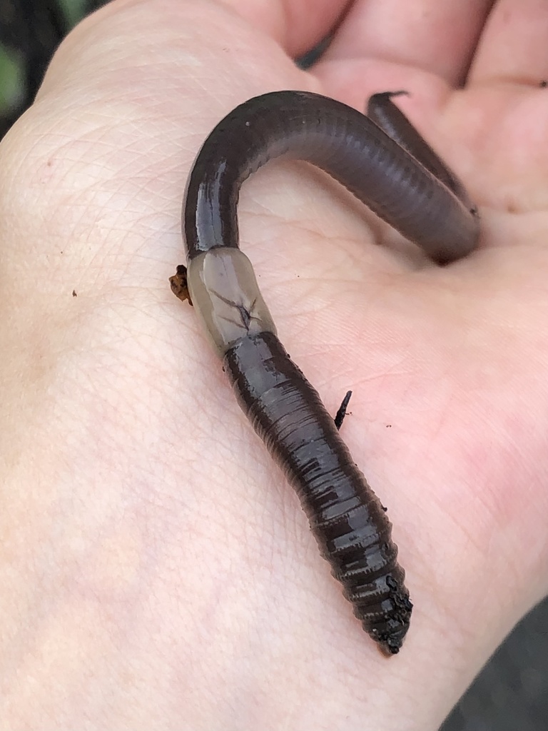 Large Jumping Worm in October 2021 by Emily C. · iNaturalist