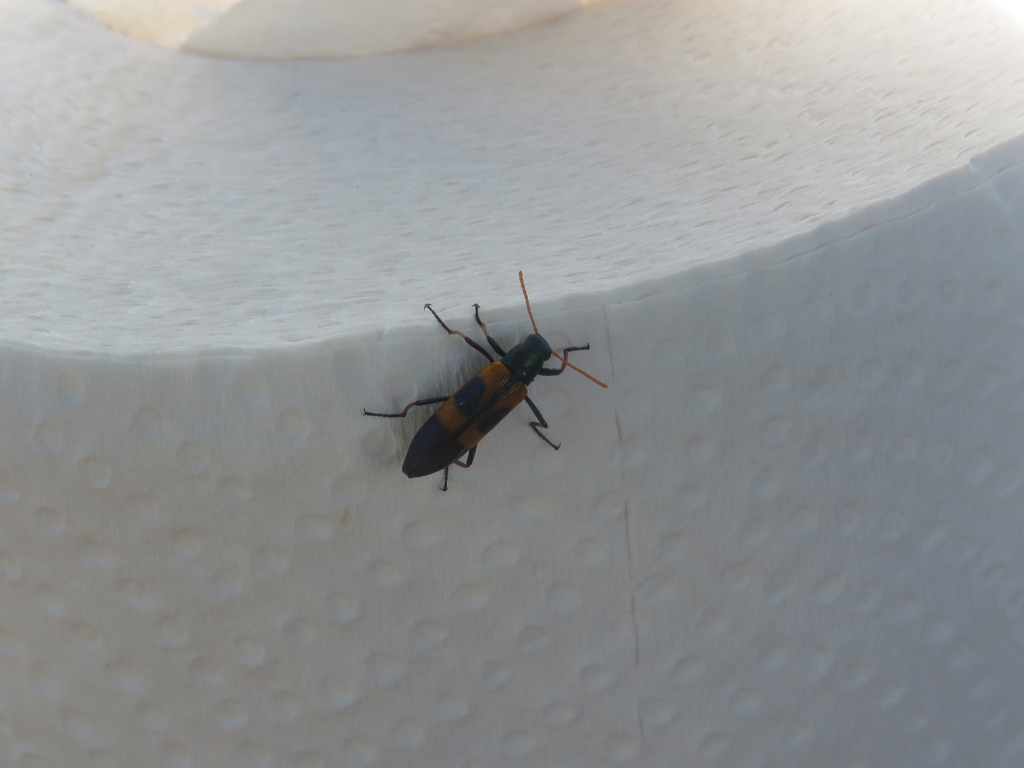 Strongylium from Gral Manuel Belgrano, Misiones, Argentina on October ...