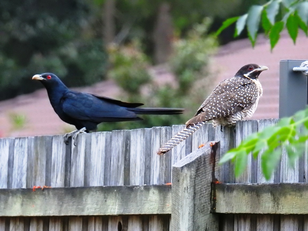 Eastern Australian Koel from Toogoom QLD 4655, Australia on October 29 ...