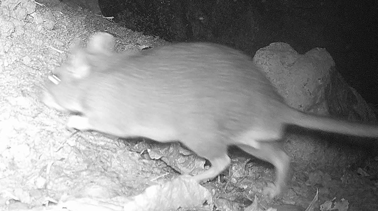 Neotoma magister Baird, 1857