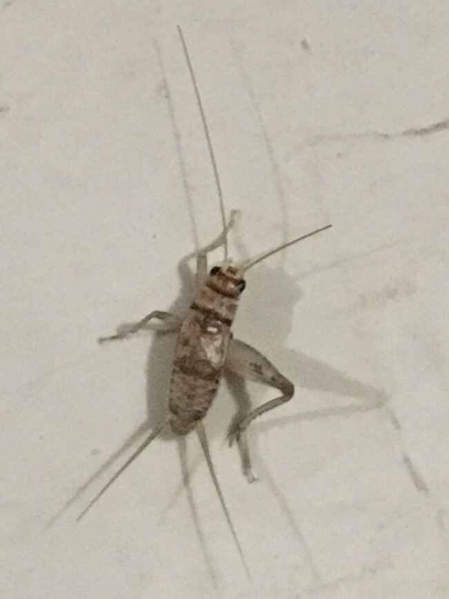 Tropical House Cricket from Avenida Emiliano Zapata, San Luis Río ...