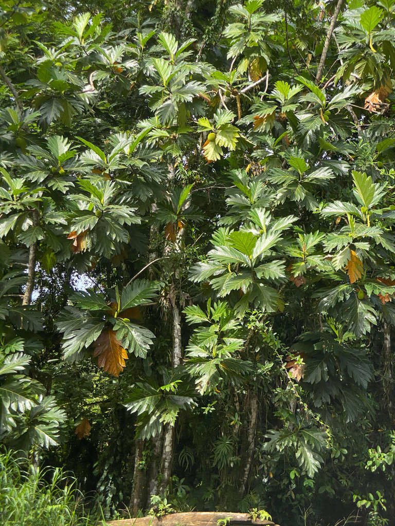 Breadfruit (Artocarpus altilis) - Botanical Realm