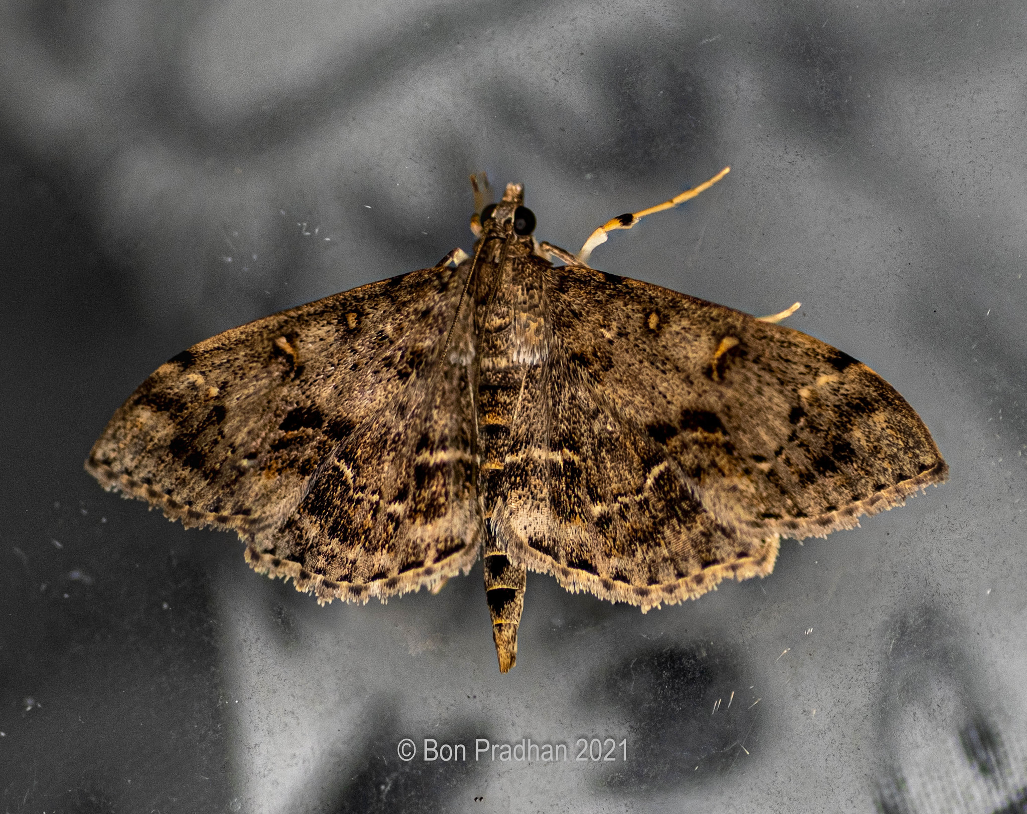 Pramadea Moore, 1888