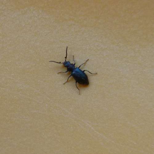 Collops simplex · iNaturalist