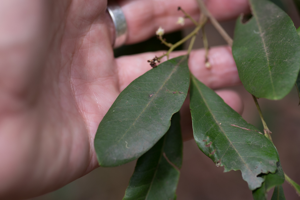 Guioa from Belli Park QLD 4562, Australia on October 29, 2021 at 10:05 ...