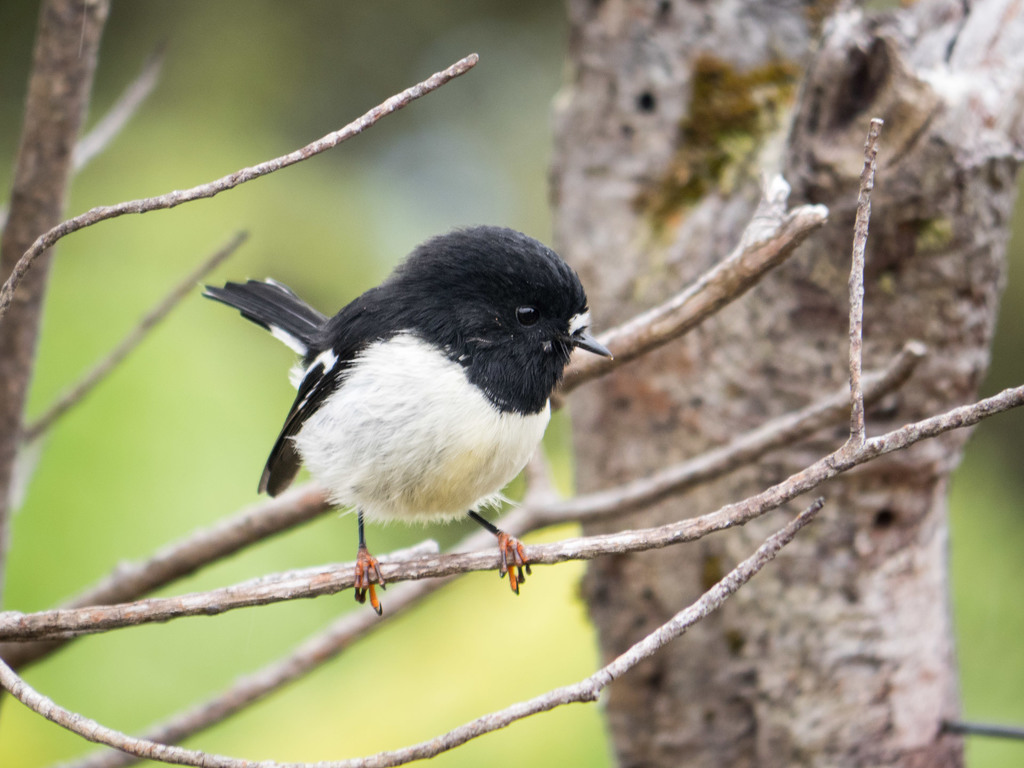 North Island Tomtit (Threatened Species recorded in Waipa District, New Zealand) · iNaturalist