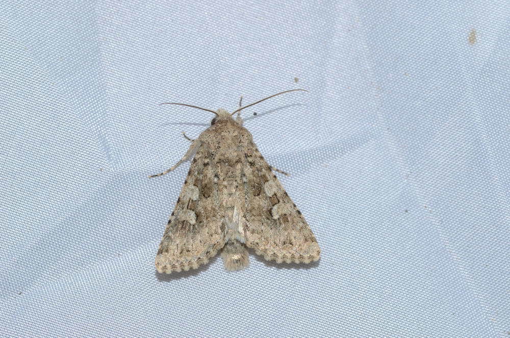 Anarta sabulorum Alphéraky, 1882