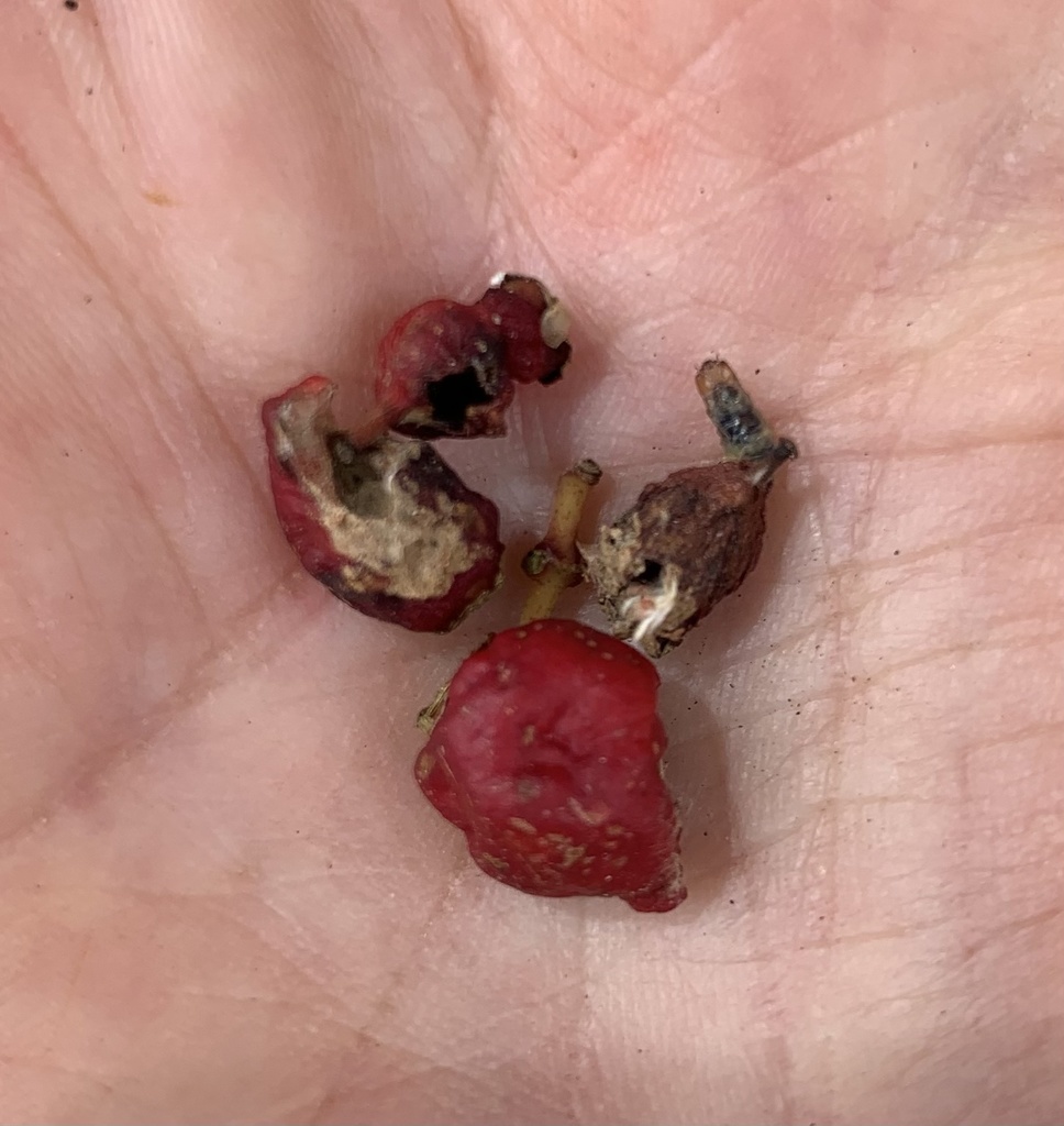 Swamp maire (Syzygium maire) - Botanical Realm