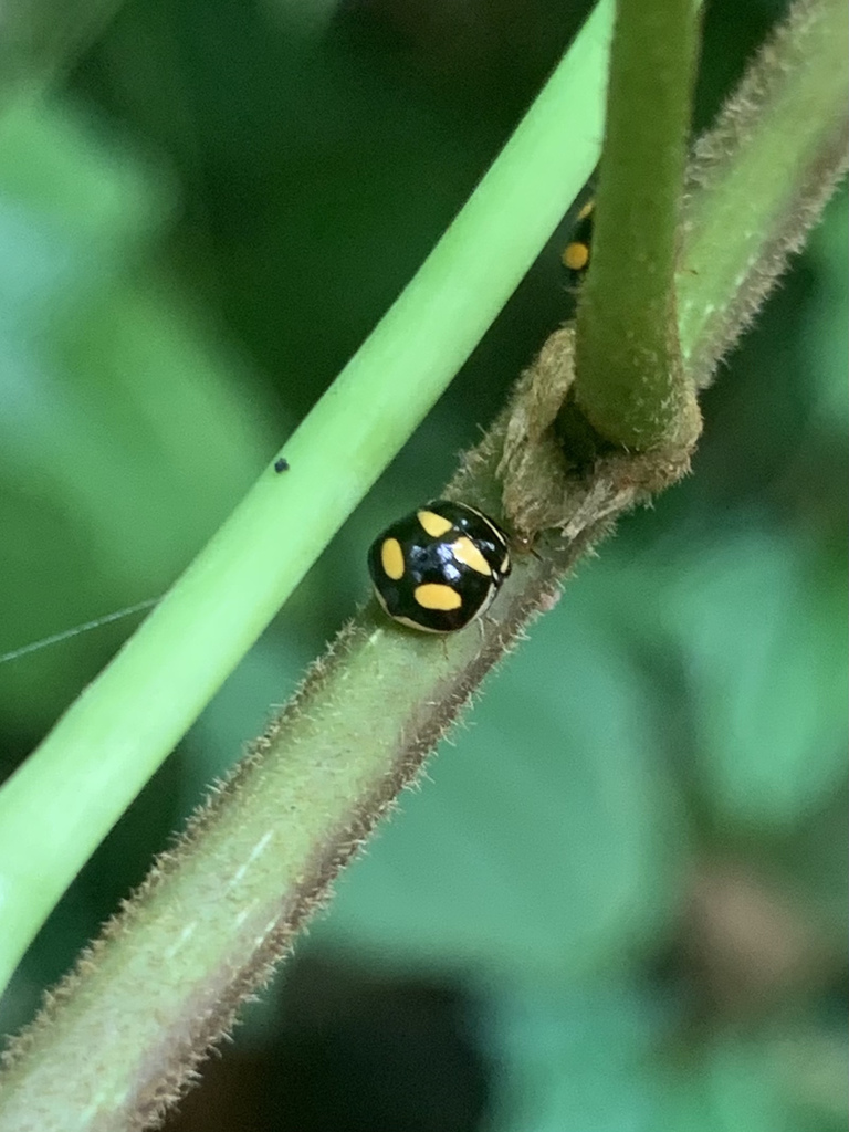 Plataspidae from 30 Venus Dr, Singapore 573858 on October 30, 2021 at ...