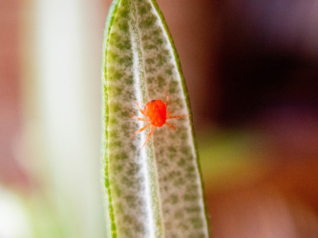 Whirligig Mites from Mayfield NSW 2304, Australia on October 15, 2021 ...