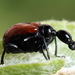 Compsapoderus erythropterus · iNaturalist