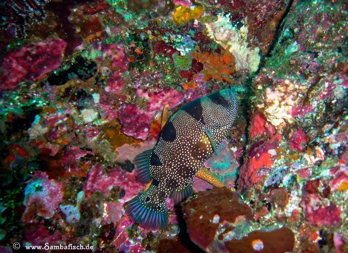 Pogonoperca punctata (Valenciennes, 1830)