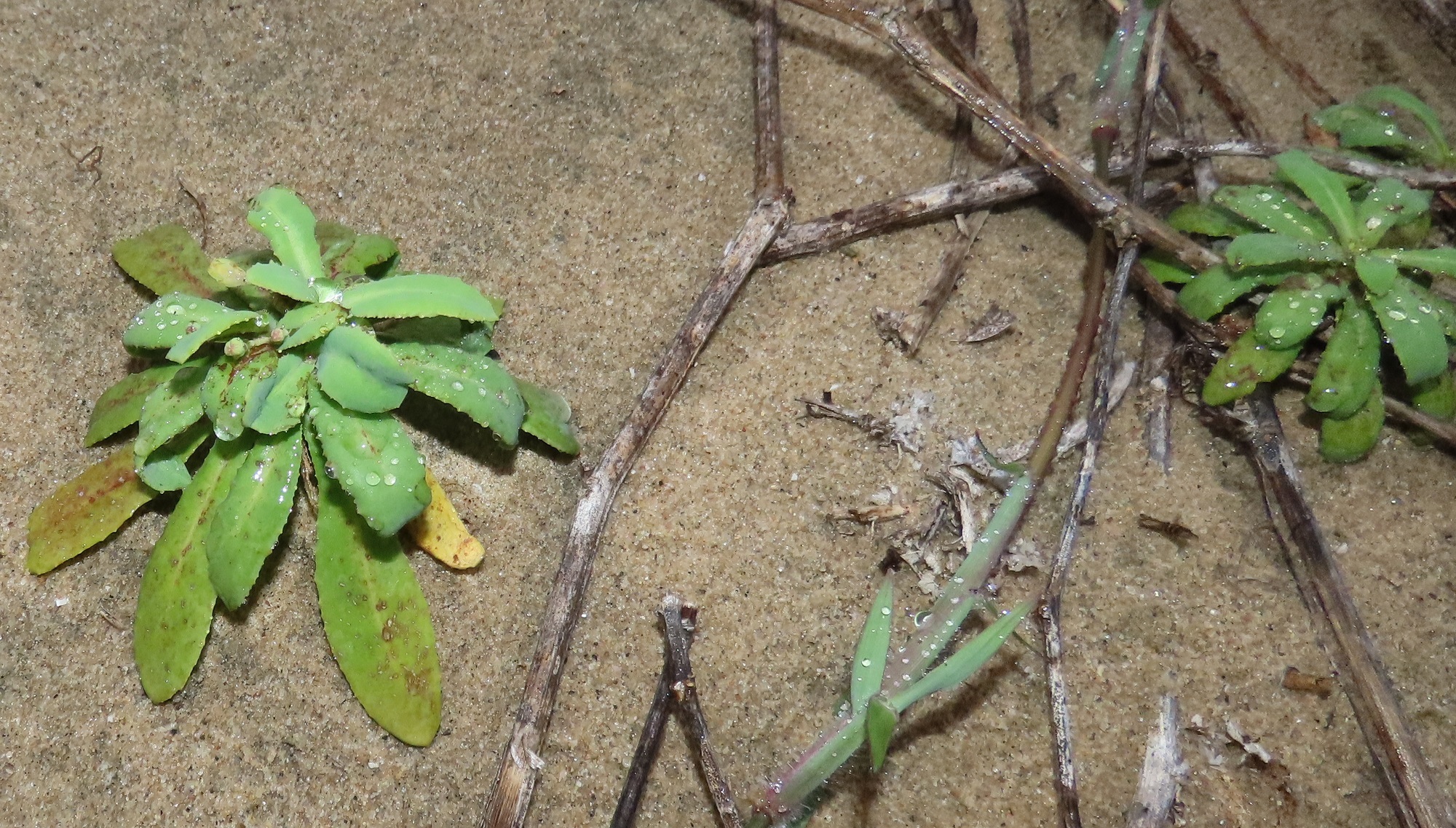 Launaea sarmentosa (Willd.) Sch.Bip. ex Kuntze