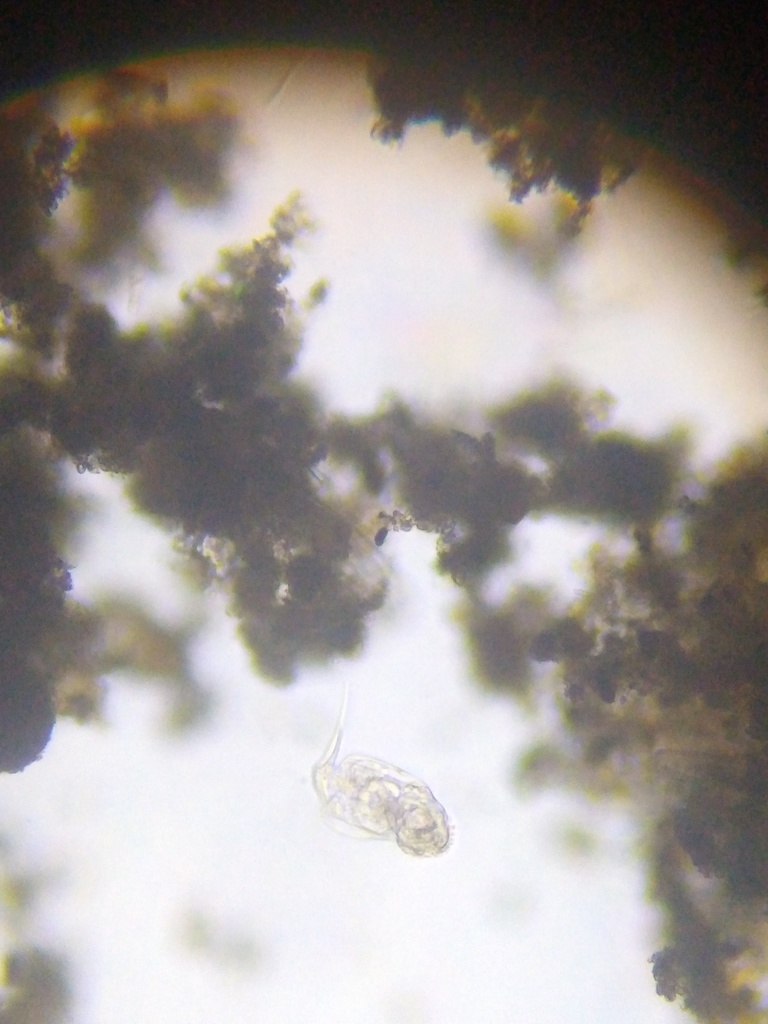 Ploima from UH Manoa on October 29, 2021 at 09:15 PM by Lsf · iNaturalist