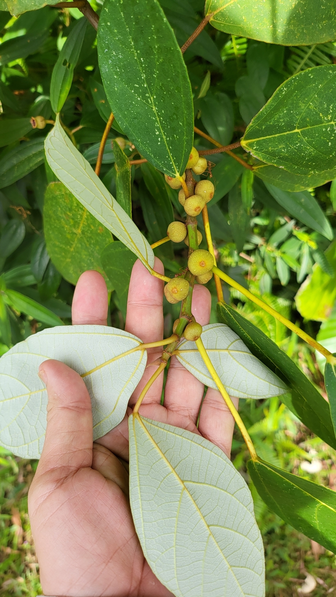 Ficus grossularioides Burm.fil.
