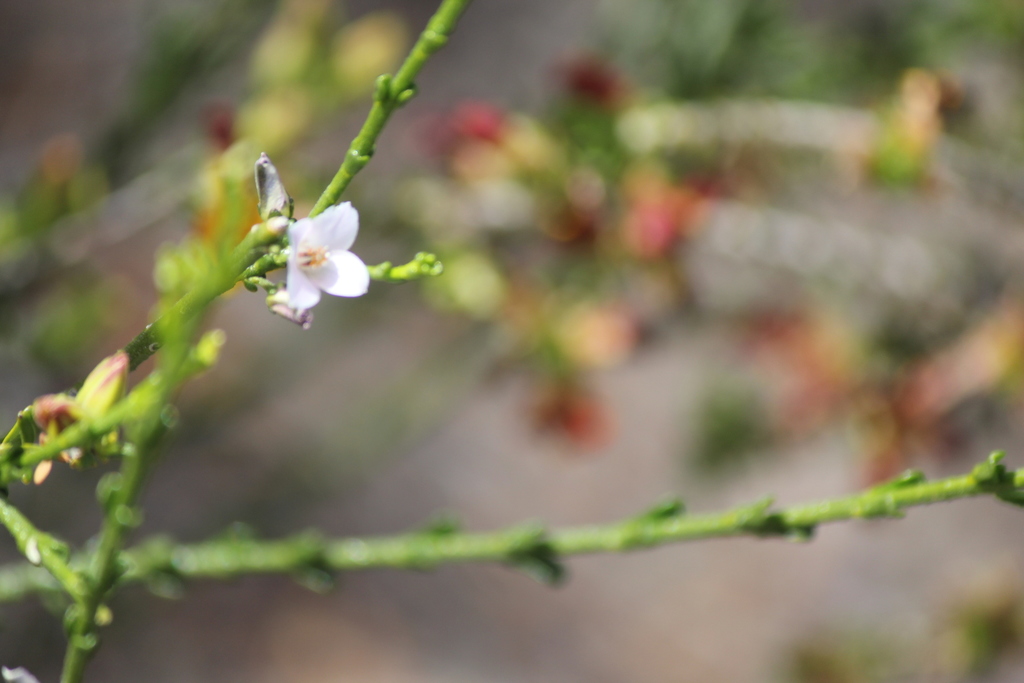 Cyanothamnus coerulescens coerulescens from Murray Bridge, South ...