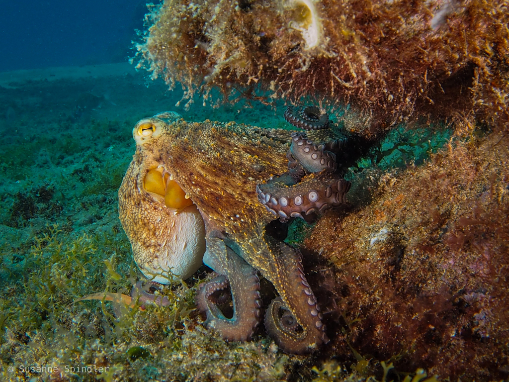 Pulpo de Roca (Octopus vulgaris) (POKEDEX ESPAÑA) · iNaturalist