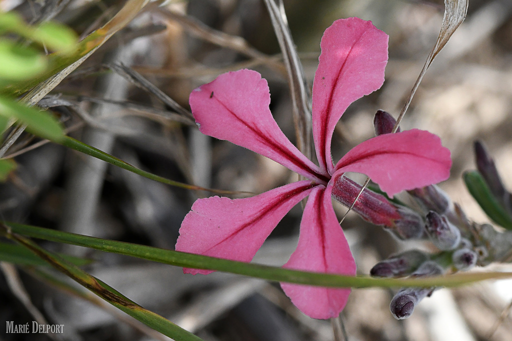 kambroo in October 2021 by Marie Delport. This darker pink flower is ...