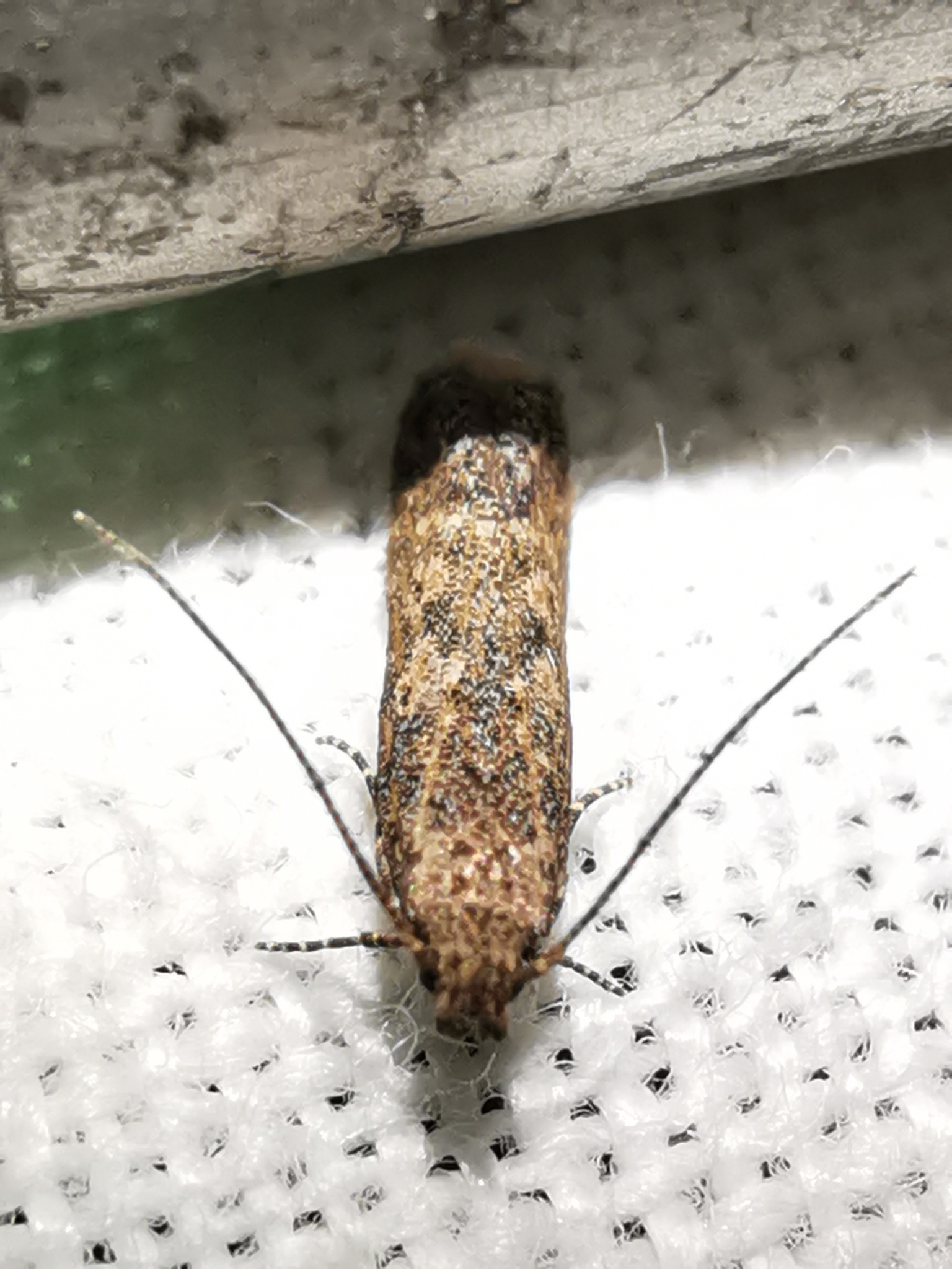 Tuta absoluta (Meyrick, 1917)