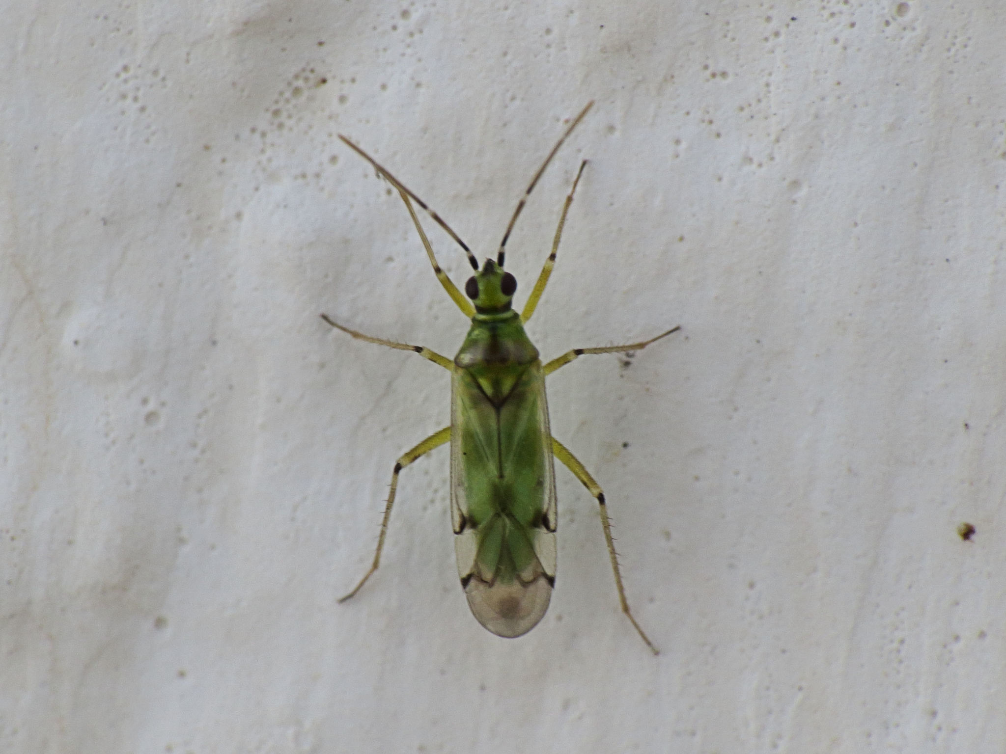 Nesidiocoris tenuis (Reuter, 1895)