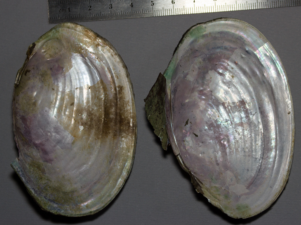 Pink Papershell from Camden, Missouri, United States on March 21, 2015 ...