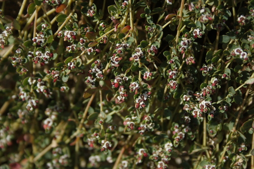 Chamaesyce polycarpa · iNaturalist