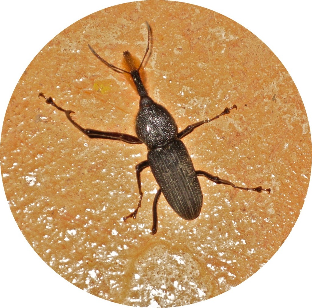 Bearded Weevil from Meteti, Panama on June 11, 2012 by Joanna Moody ...