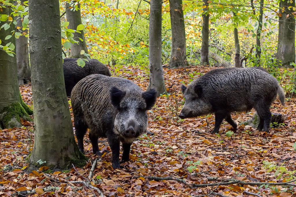 Eurasian Wild Pig (Sus scrofa) - Know Your Mammals