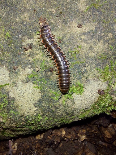 Shenandoah Twisted-Claw Millipede (Nannaria shenandoah) · iNaturalist
