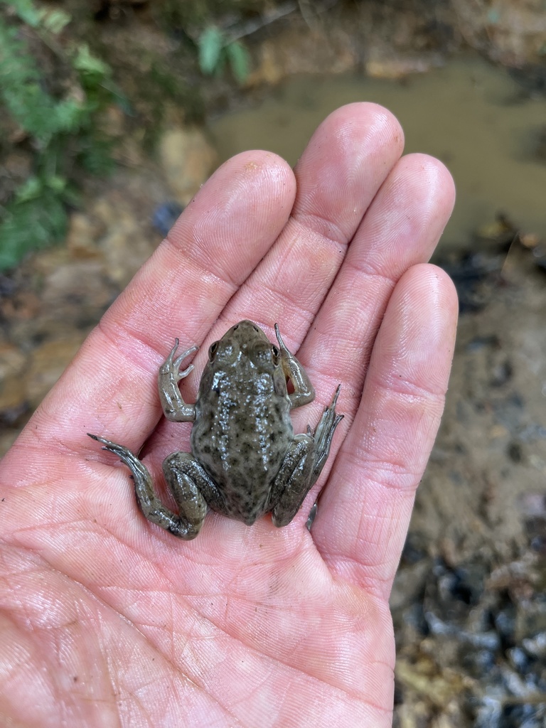 American Bullfrog from Bryan Dr, Ozark, AL, US on October 30, 2021 at ...